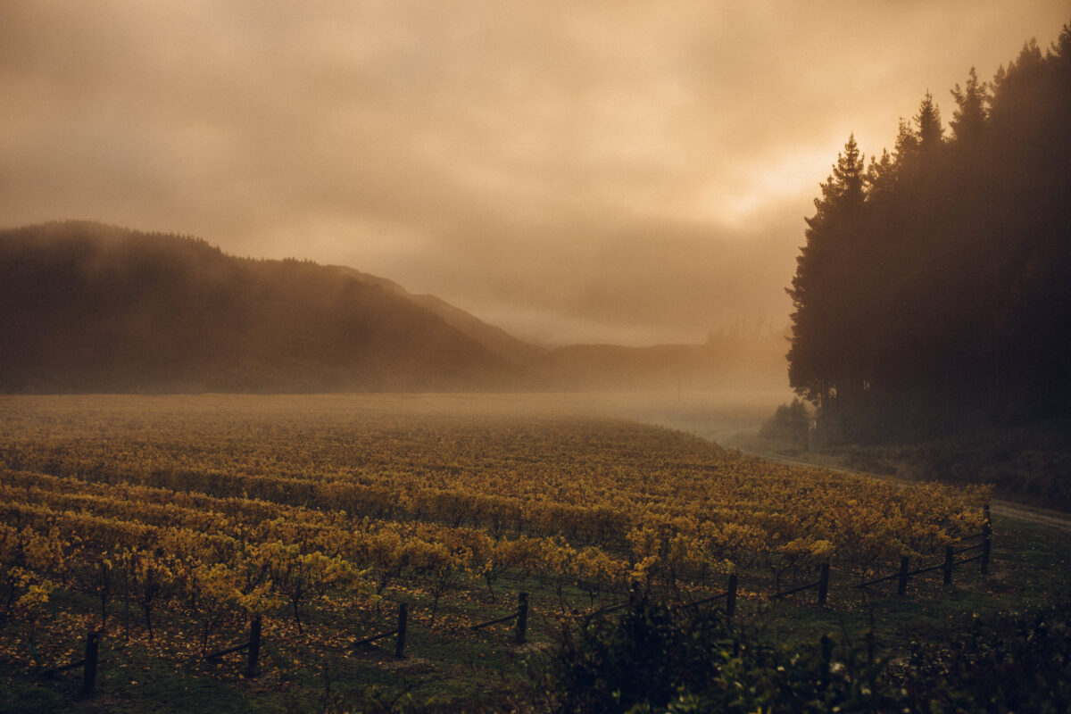 Sauvignon Blanc Estate 2025 Misty Cove • online kaufen